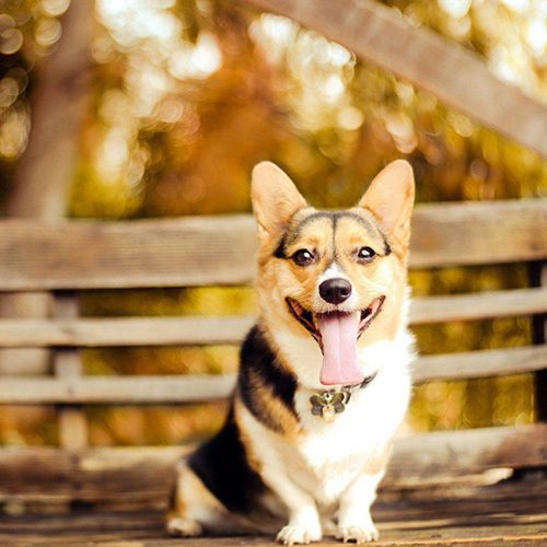 SHIELD PRO TRAINER AND CERTIFICATION COURSE | Shield K9 Online