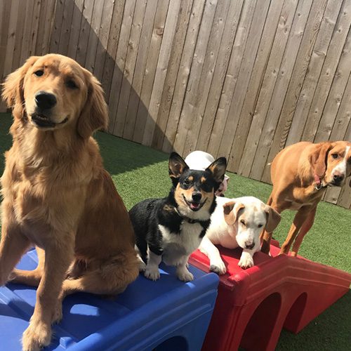 SHIELD PRO TRAINER AND CERTIFICATION COURSE | Shield K9 Online