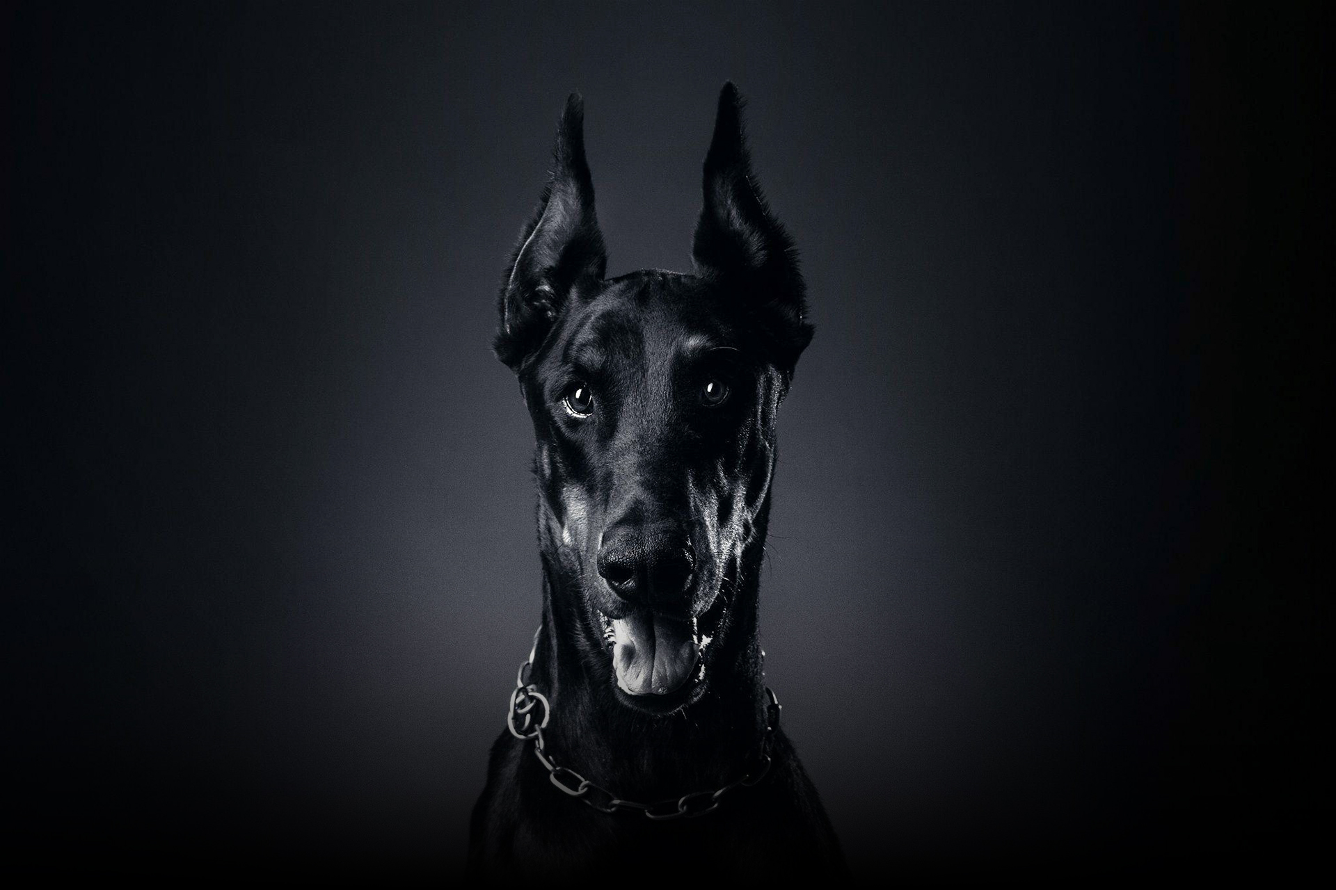 No Nonsense Dog Training Book | Shield K9 Online