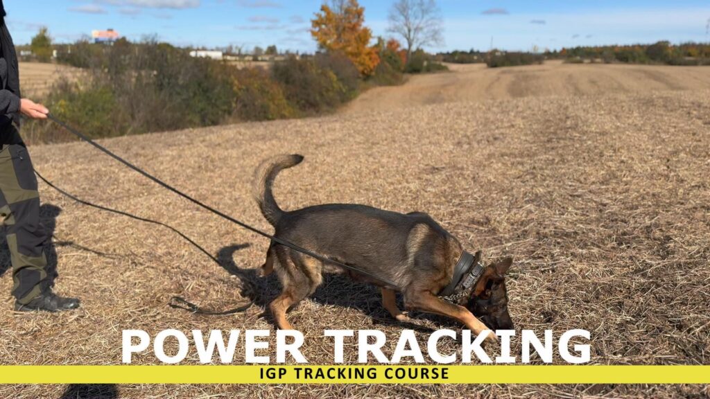 Tracking Course | Shield K9 Online